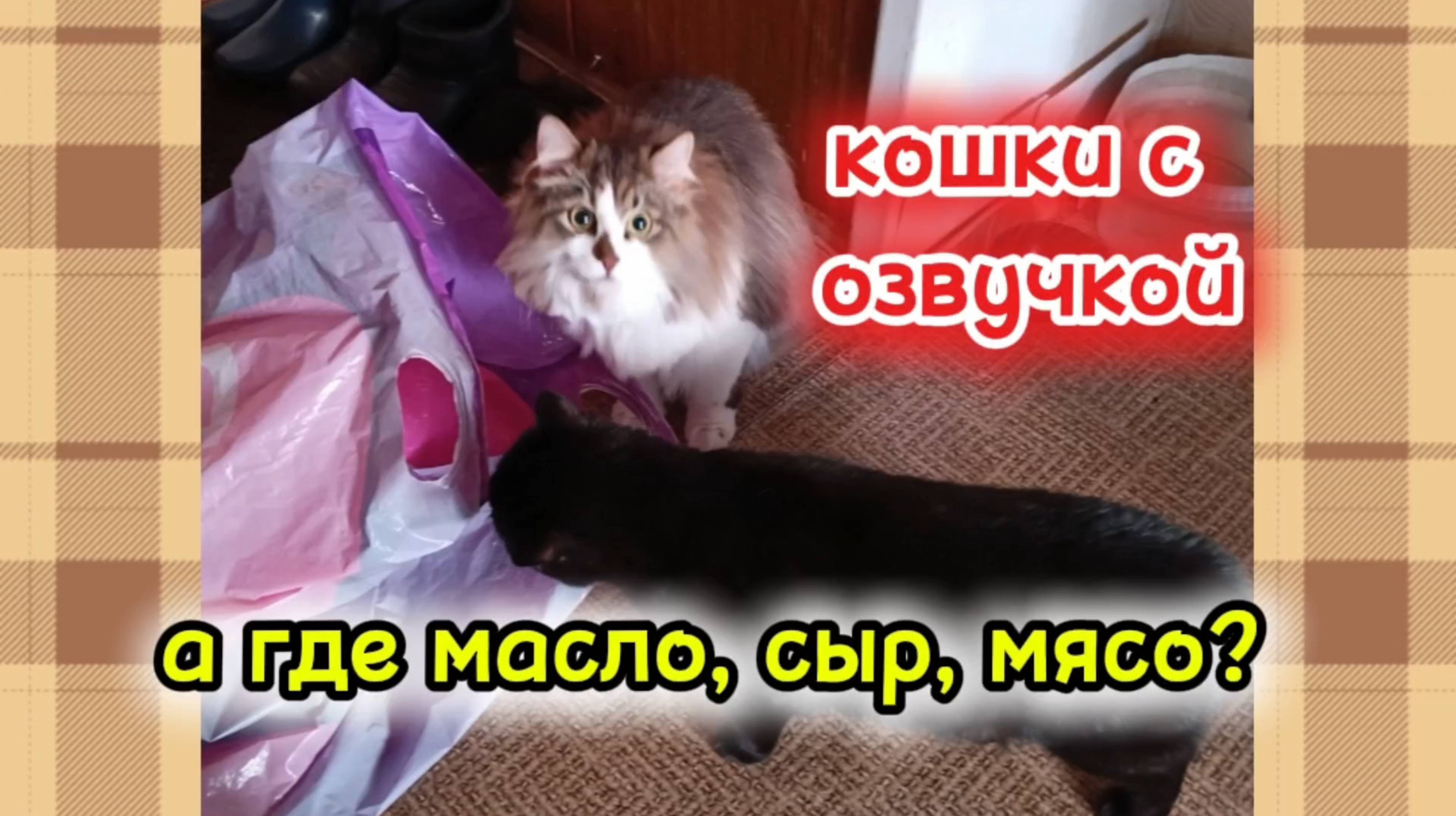 Кошки с озвучкой.