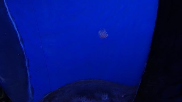 Русский остров, Океанариум, медуза, Владивосток, август 2025.