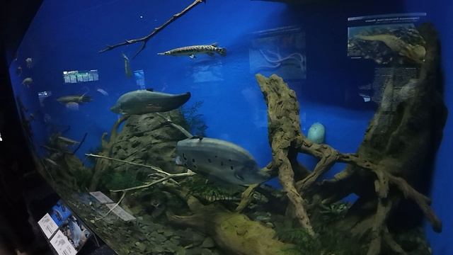 Русский остров, Океанариум, рыбки, Владивосток, август 2025.