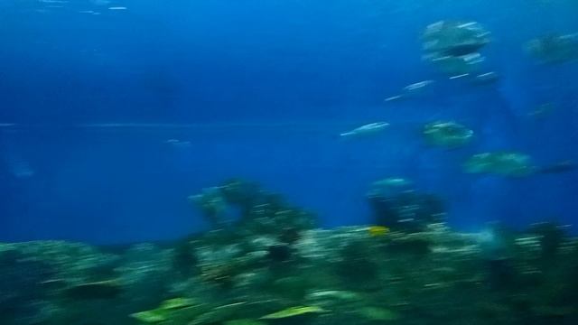 Русский остров, Океанариум, туннель, Владивосток, август 2025.