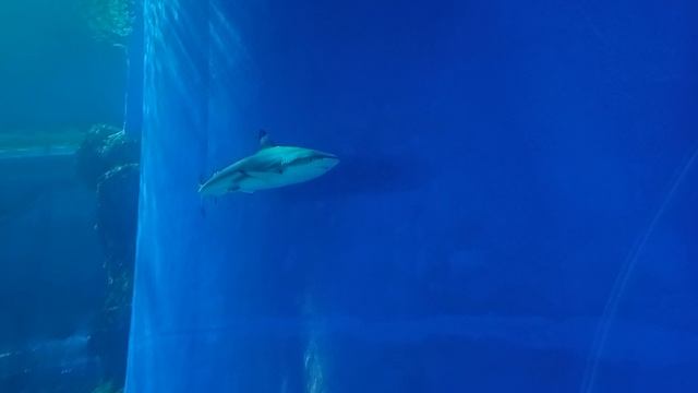 Русский остров, Океанариум, Акула, Владивосток, август 2025.