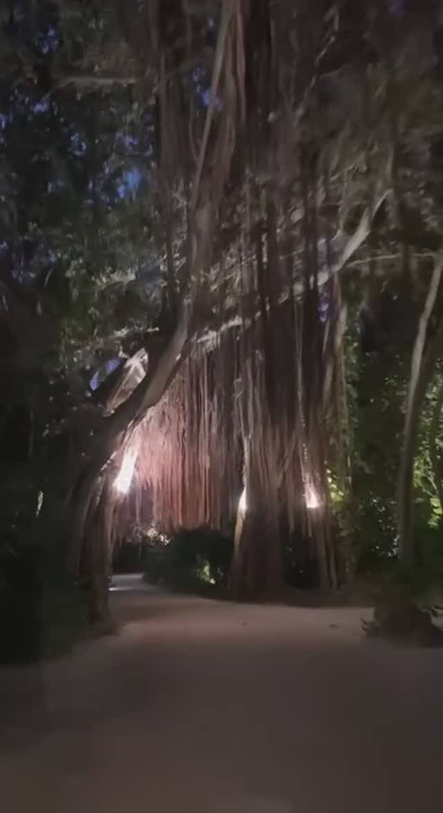 Деревья из Аватара