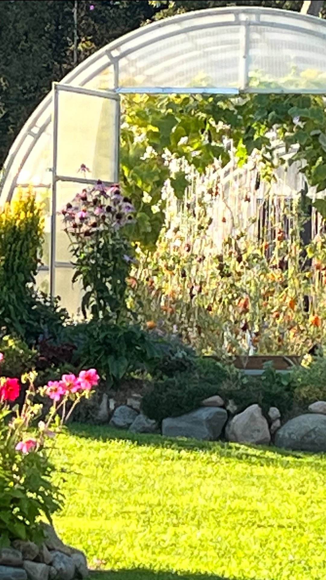 ГОТОВЛЮ ВАРЕНЬЯ / ЧЕРЕНКОВАНИЕ И УКОРЕНЕНИЯ ПЕЛАРГОНИЙ / ЗАНЕСЛА ВСЕ ДОМОЙ / ВИНОГРАД
