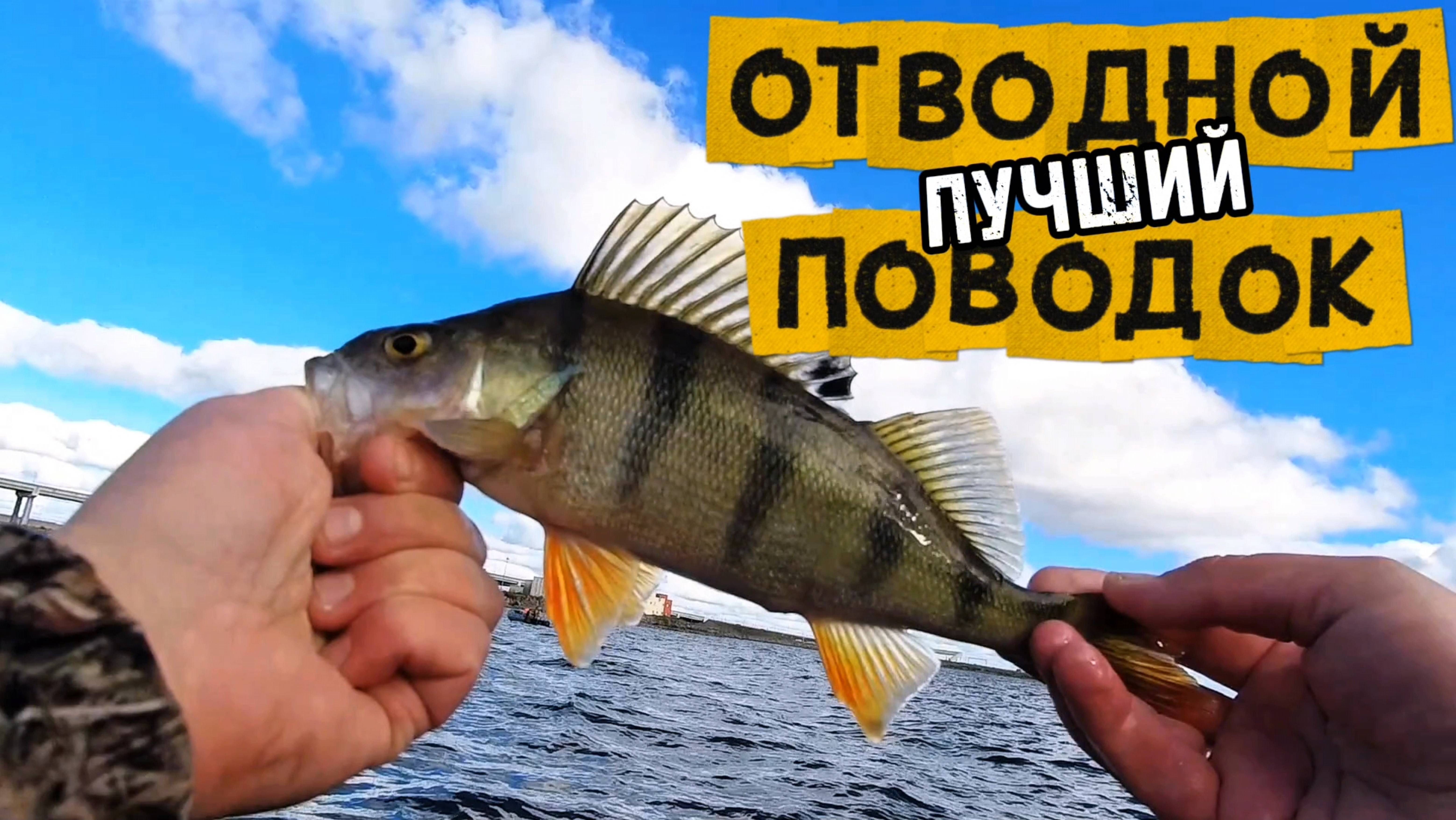 Осенняя рыбалка на ОТВОДНОЙ ПОВОДОК. Лучшая ОСНАСТКА для ловли окуня на СПИННИНГ.