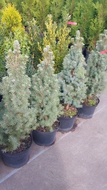 Мини ёлочки, красота!