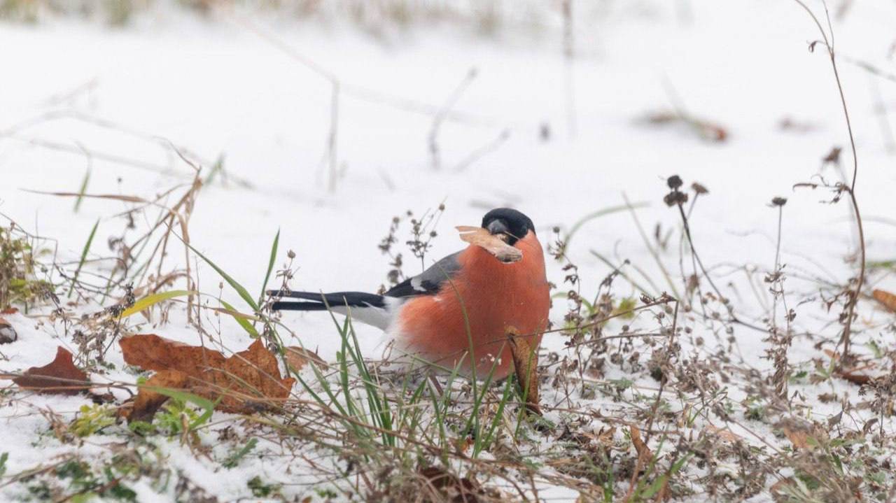 Зимний Валаам| Вместе с, Jordan Critz, Îles #Валаам #вечнаялюбовь #цитатыолюби