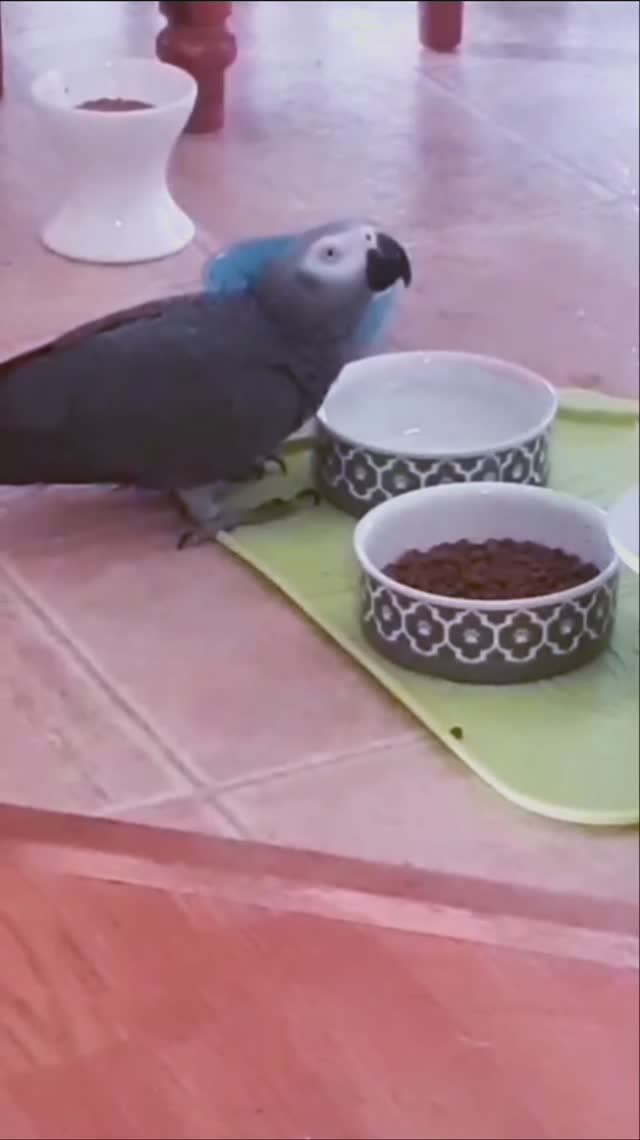 Как попугай Лилу добывала воду... # попугай и кошки