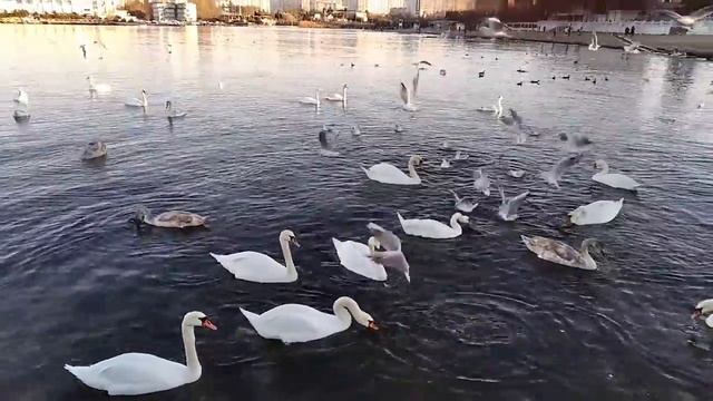 Бухта Омега, Севастопольские зарисовки