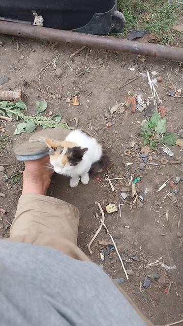 Котёнок греется в штанине :)