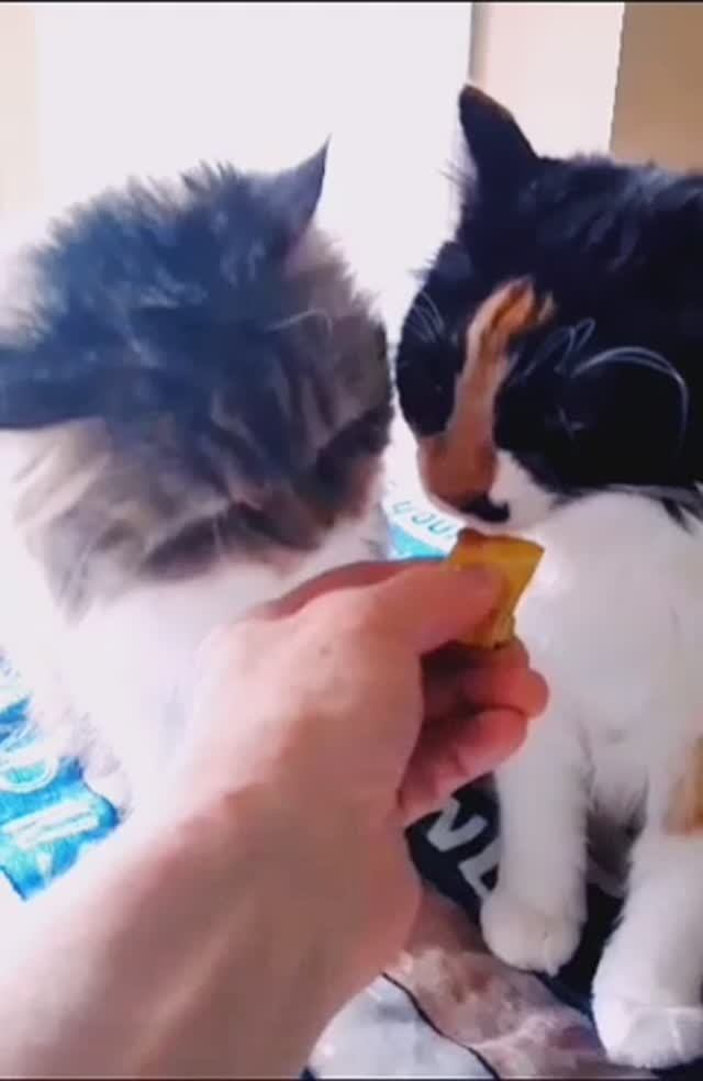 Кот Happy и кошка Panky с удовольствием пробуют новую вкусняшку.# кошка Панки
# Кот Happy
# Кот ест