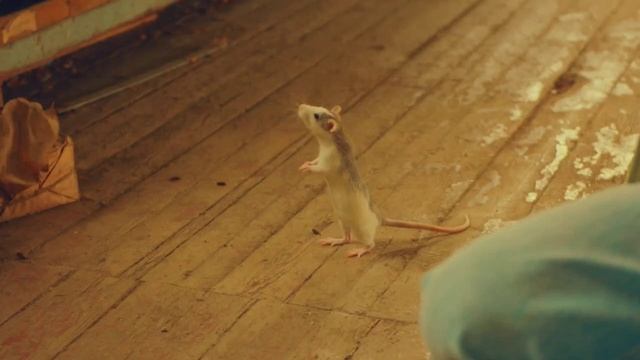 Премьера детского детектива «Любопытная Варвара 2»