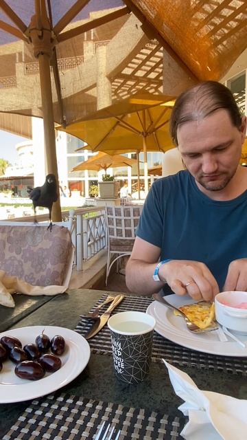 Вороны как местные достопримечательности / Египет / Шарм