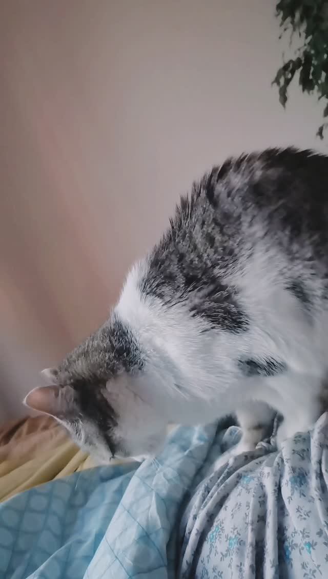 Когда кошка Грейси - прекрасная массажистка!