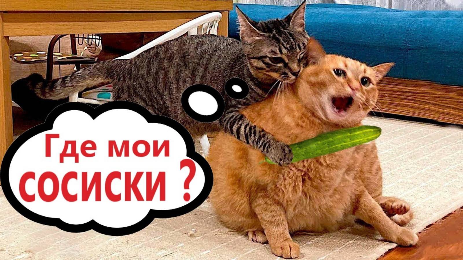 Приколы с котами! С ОЗВУЧКОЙ! Смешные коты и собаки! САМЫЕ СМЕШНЫЕ ЖИВОТНЫЕ!