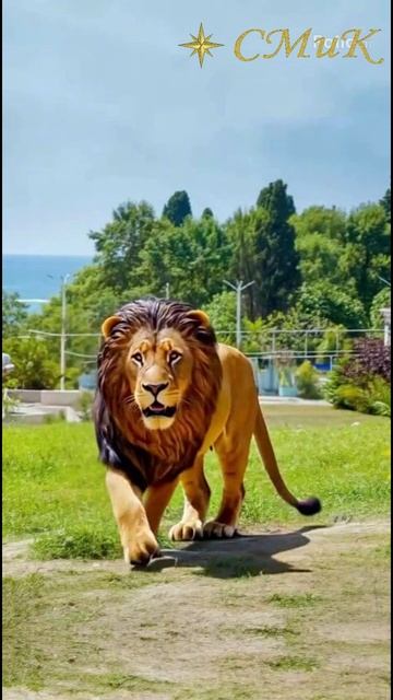 Скульптура Короля Льва ожила!
