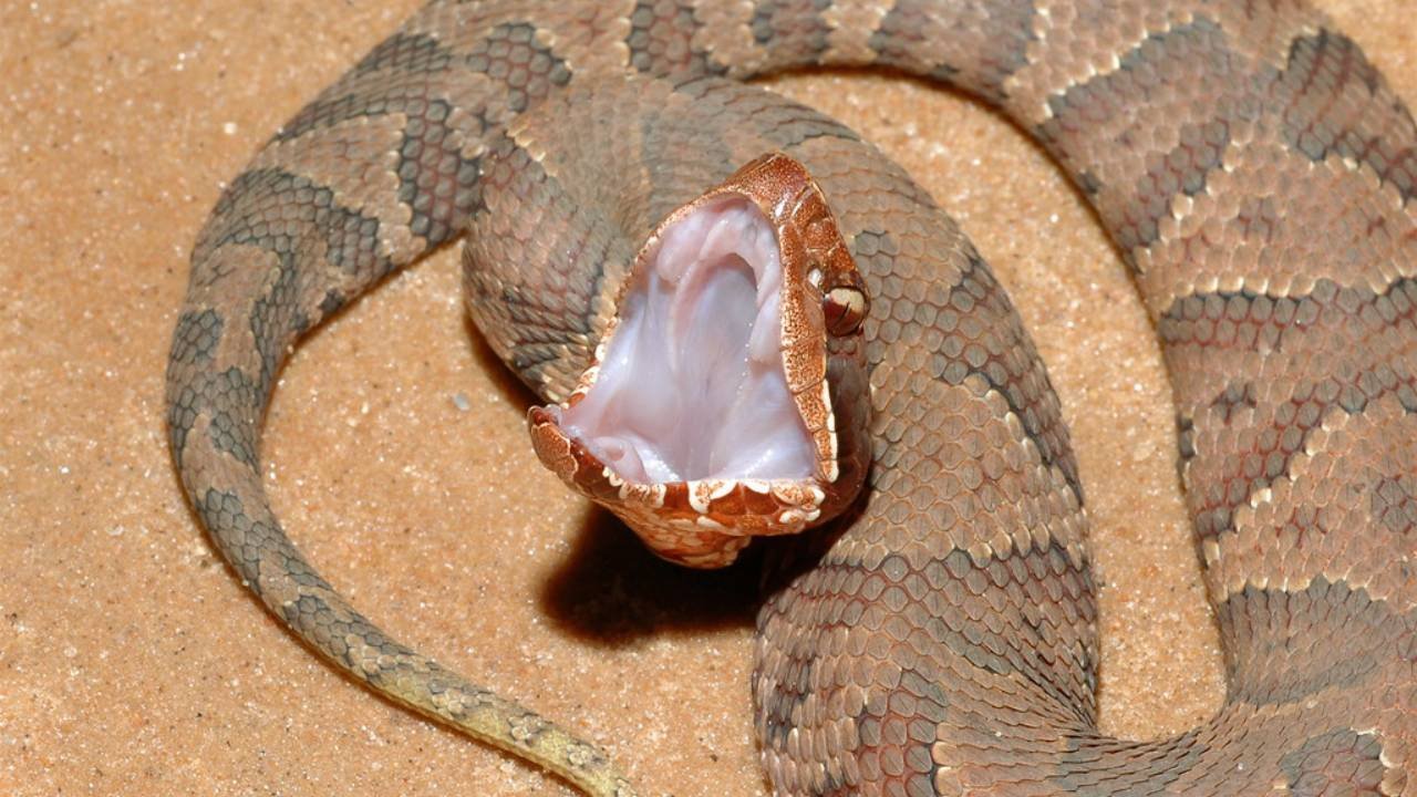 Cottonmouth