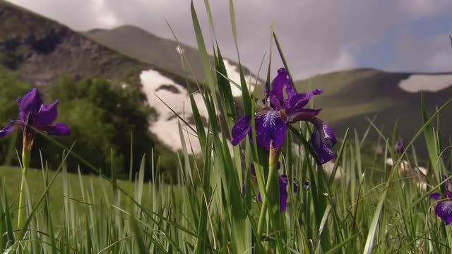 Георг Фридрих Гендель – George Frideric Handel. Аллилуйя (хор из оратории «Мессия»)