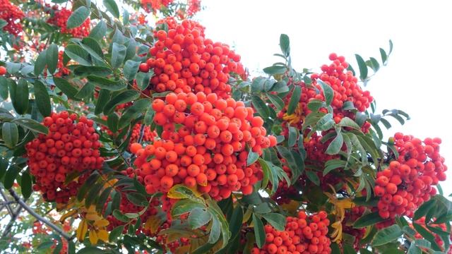 Видеосюжет о Светлане Тарасовой