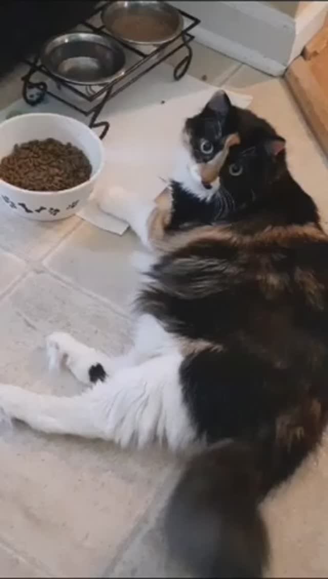 Кошка Панки лениво ест корм лёжа лапкой😻😻😻.