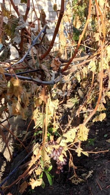 заморозки подарили лакомство осам и пчедам