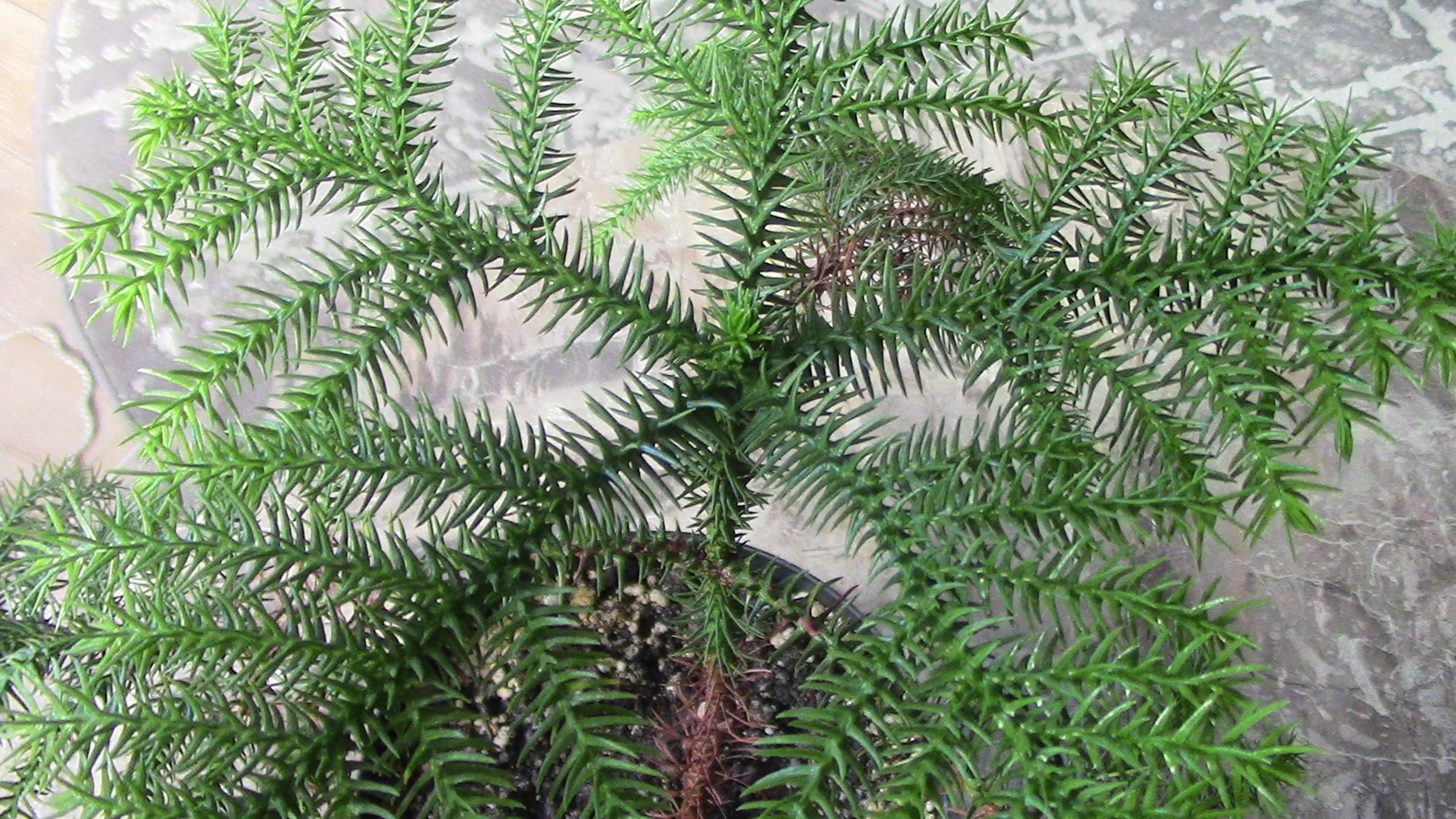 Как начеренковать араукарию.