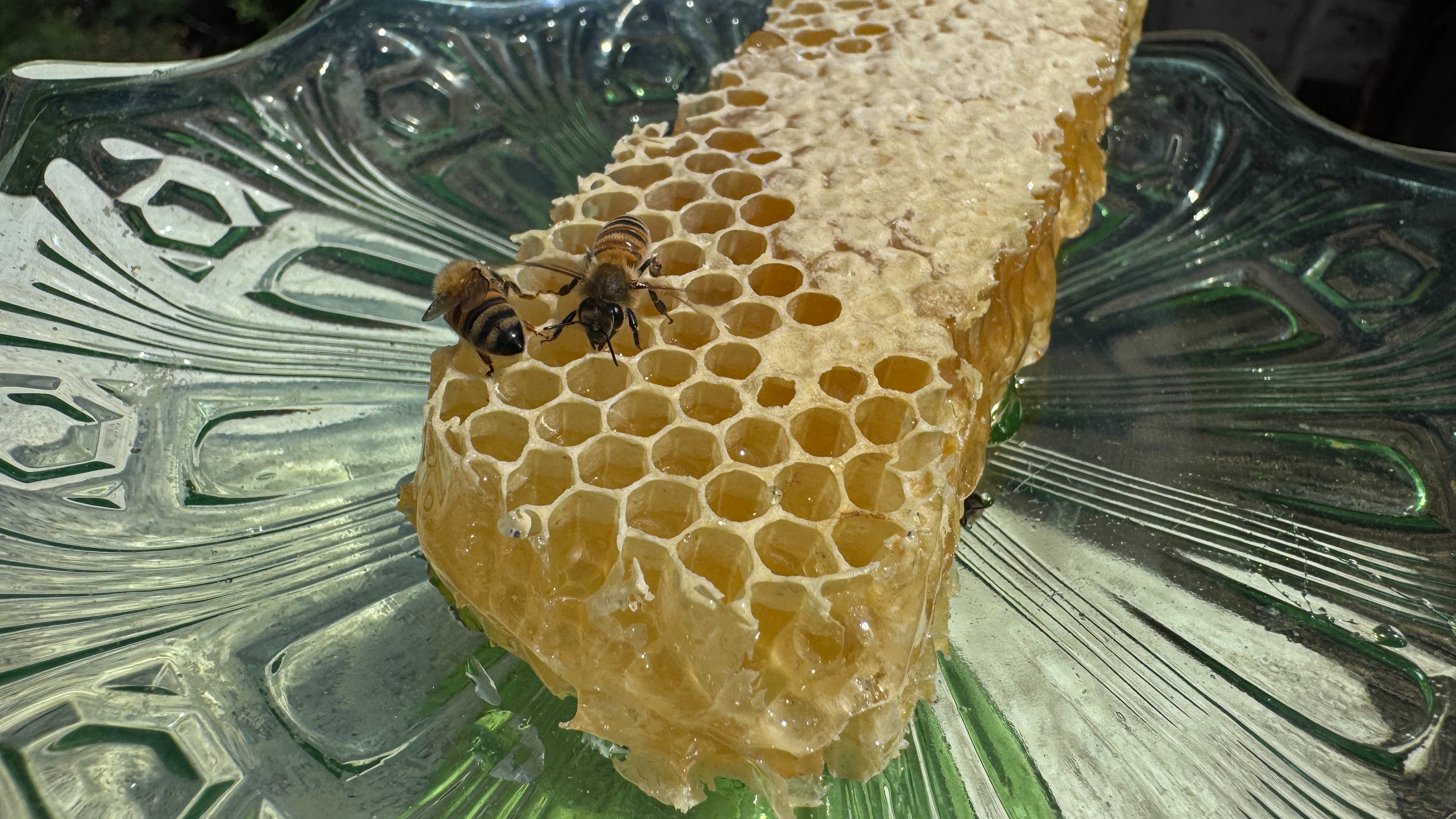 Развенчаем мифы о меде с астраханским пчеловодом Виссарионом Вайчулисом