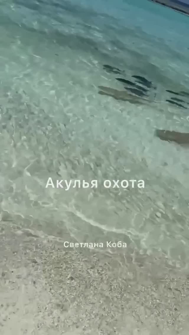 Акулья охота