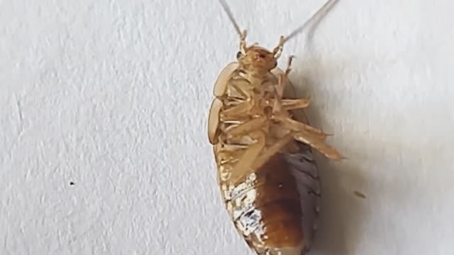 Действие яда на таракана