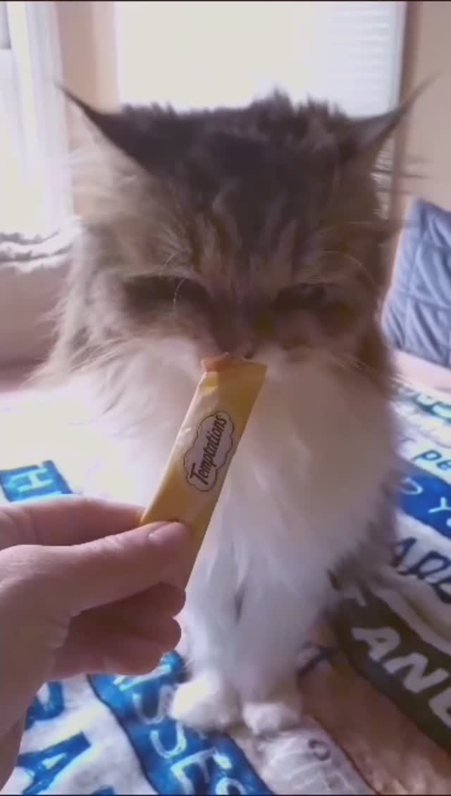 Кот Happy любит вкусно поесть, но не один, а в компании друзей.😻🐱😻