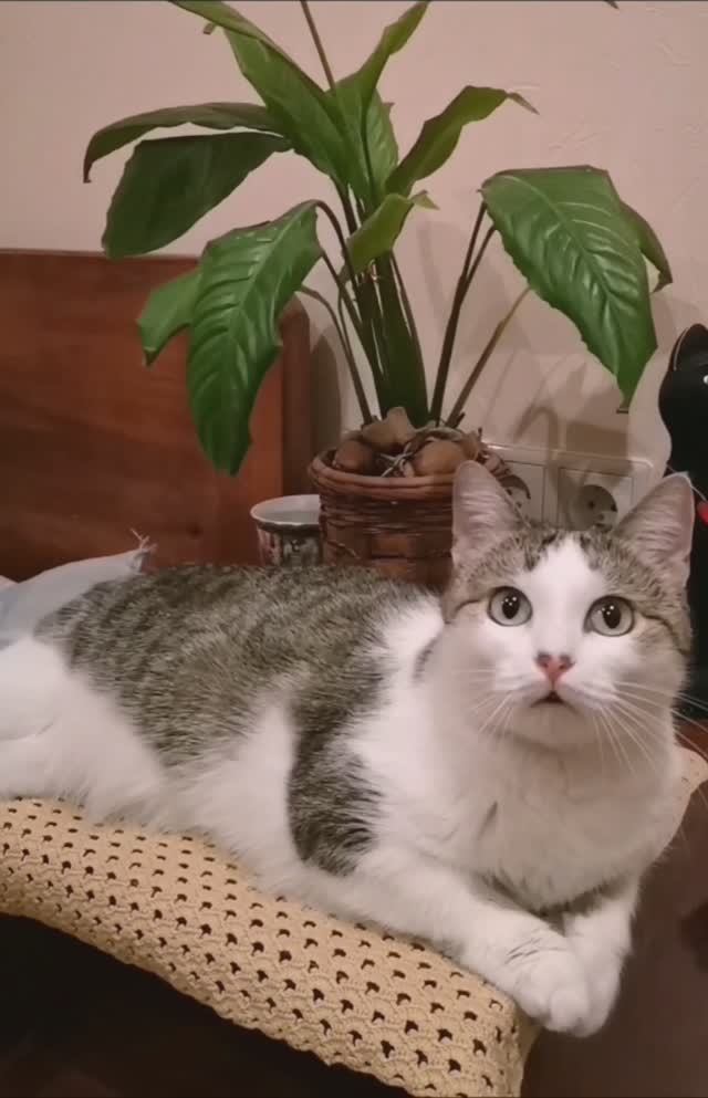 Когда кошка довольна и счастлива...