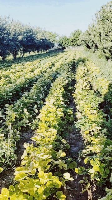 Клубника #Клубника #СборКлубники #КлубничныеПоля #Ягоды #СезонКлубники  #Узбекистан  #food #еда