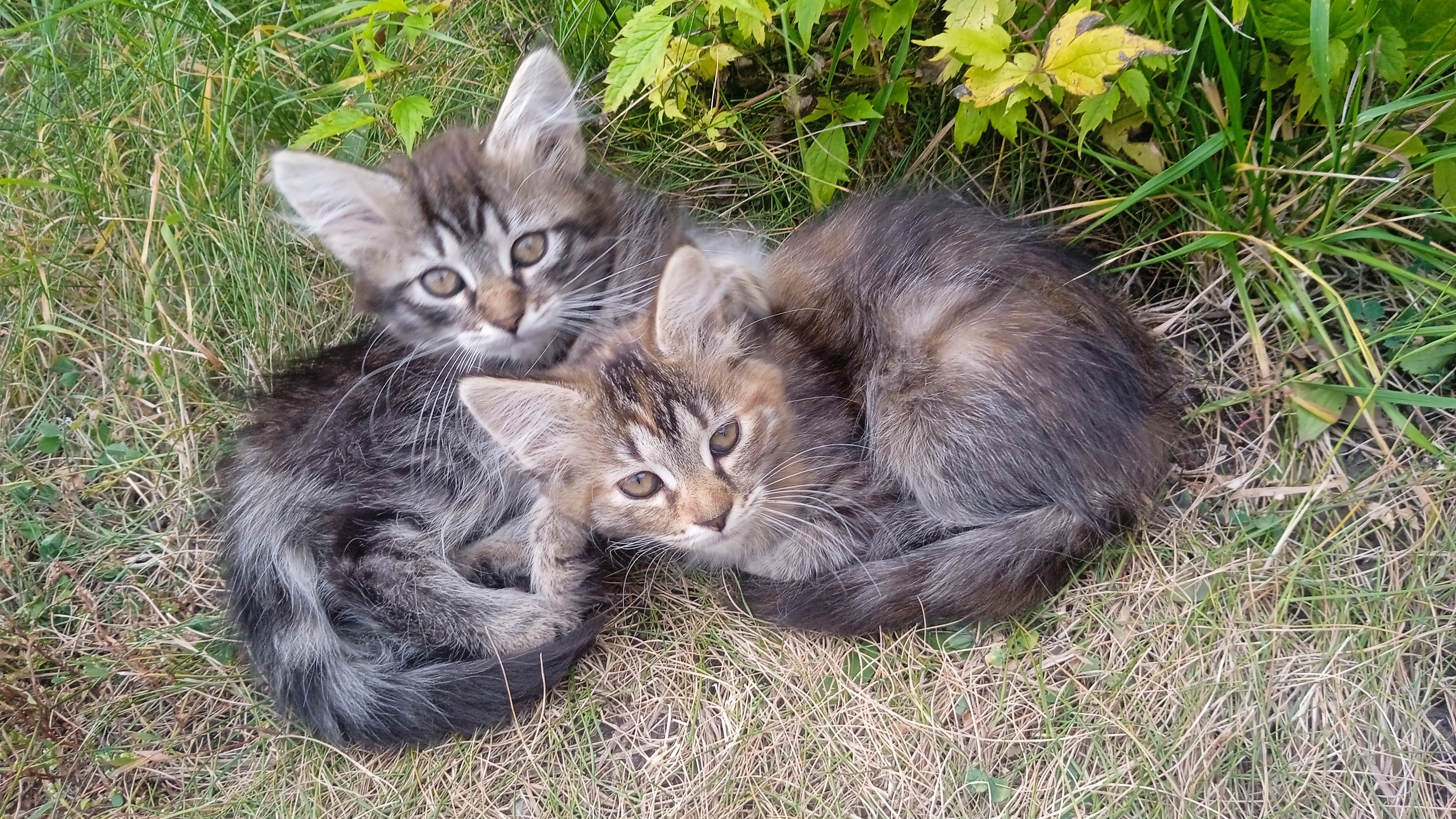 Мои милашки, мои кисулятки, отдам в добрые руки, котятам около 3-х месяцев