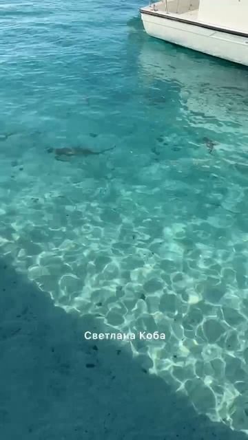 Акулы на Мальдивах