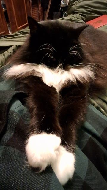 кошка храпит и дрыгается