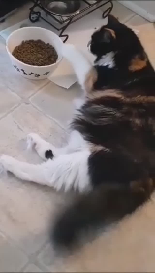 Когда кошке Панки хочется есть лёжа...