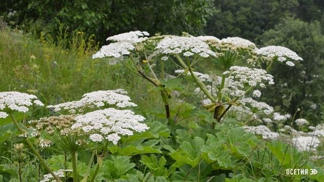 Борщевик Сосновского в Республике Северная Осетия - Алания