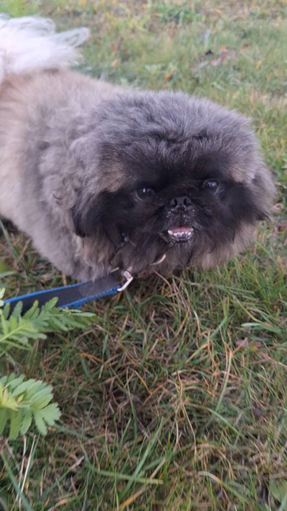 Пекинес Дендик утро начинается с прогулки