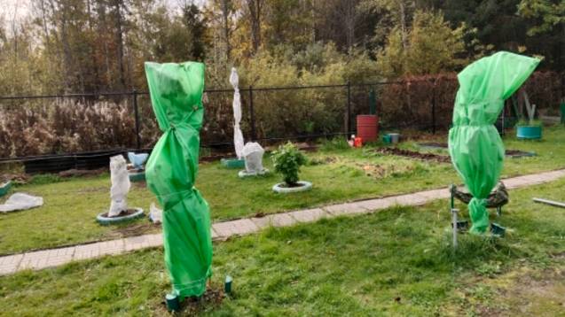 Дача в Подмосковье: Подготовка садовых растений к зиме