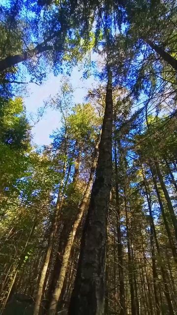 "Пригрезилось в листьях небо?" ❥ Приют в Малинках