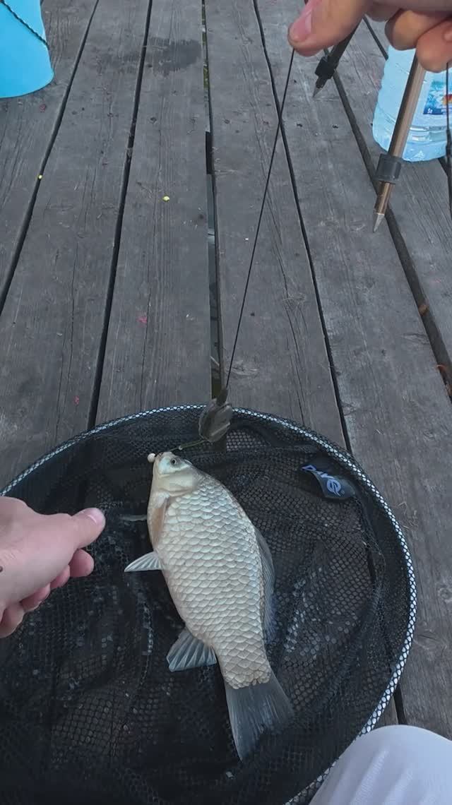 Бодрый карась на флэт! Карась на 500 грамм!