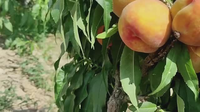 Персик колоновидный Тотем садовода | Small Gardens