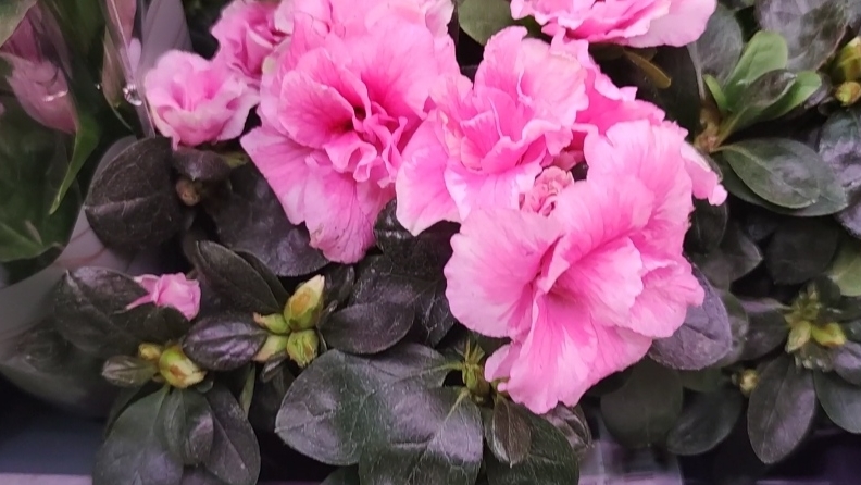 Воровство на рынках // Цветы в Леруа