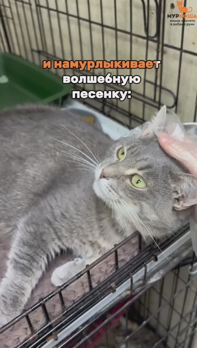 Рысочка (уже дома)