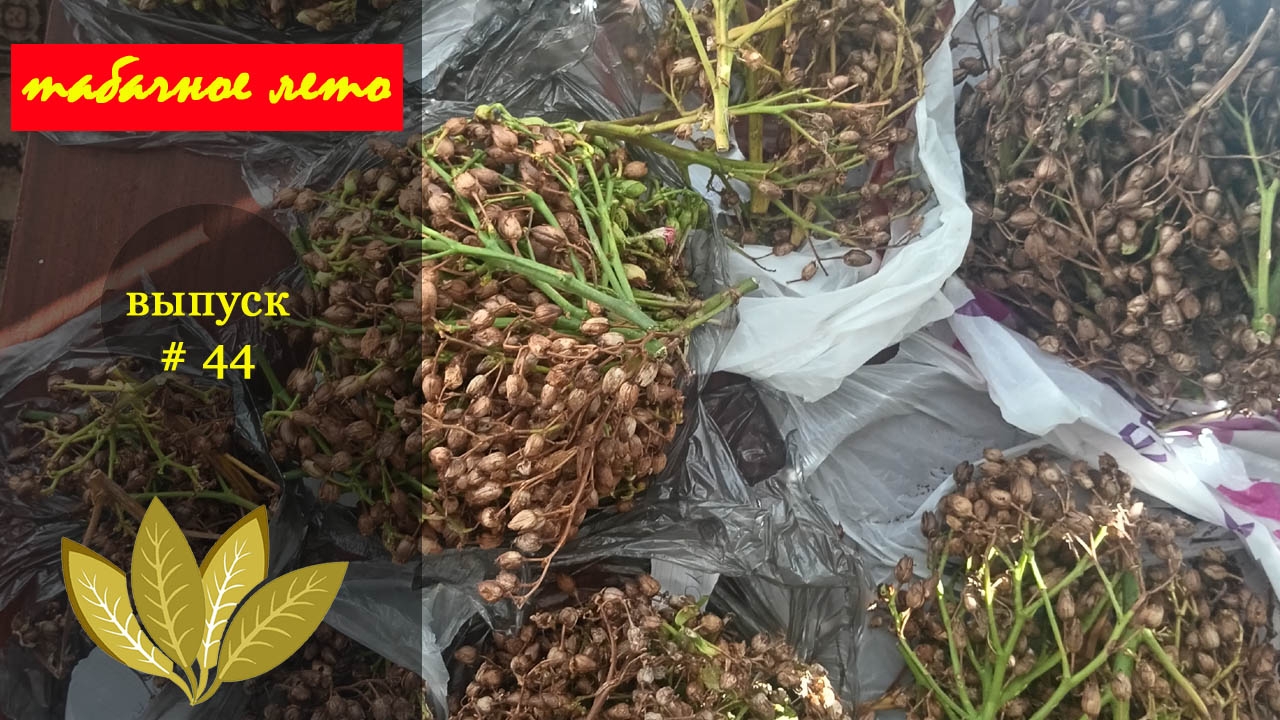 Выпуск #44 Сбор семян. Сезон 2025 года. #табак