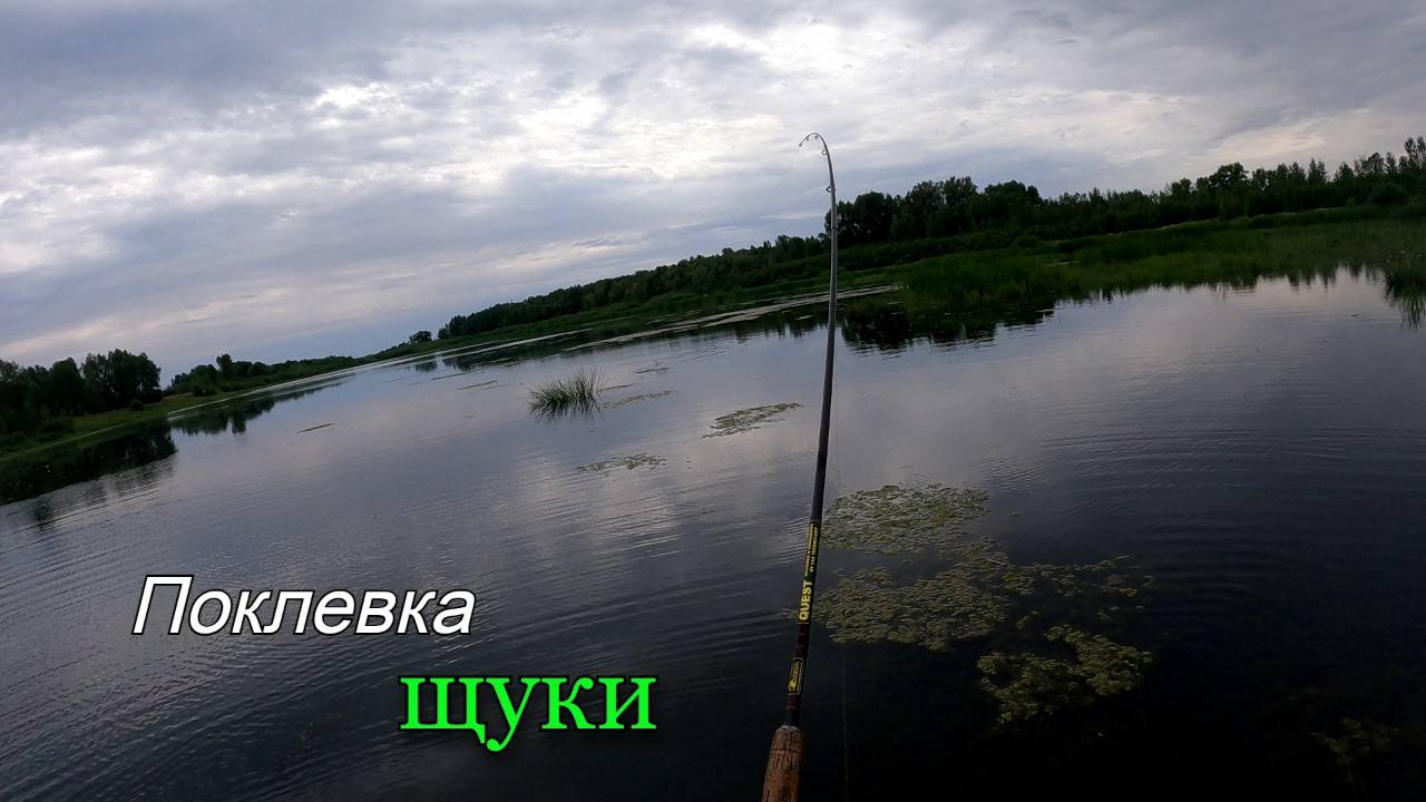 Поклевки щуки на мелководье