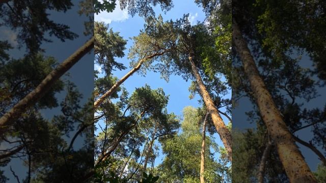 Сказка о том, о сем, вообщем о главном