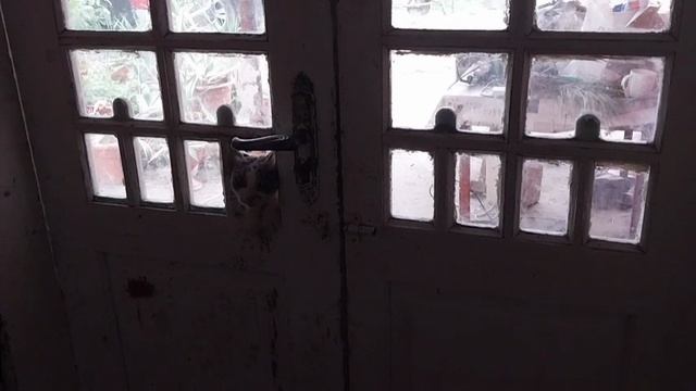 Обломал план кошке!