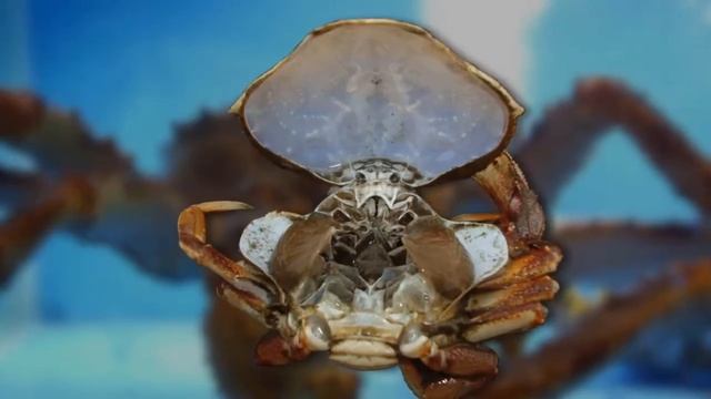 What Is an Arthropod