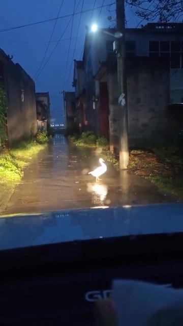 Очень романтичный гусь..❤️