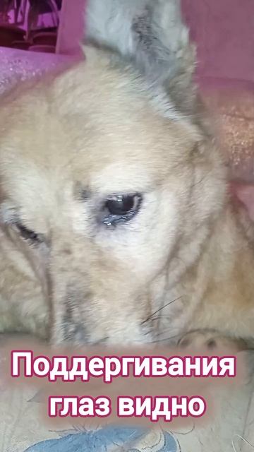 Ветврач приглашает на прием, ждёт Злату